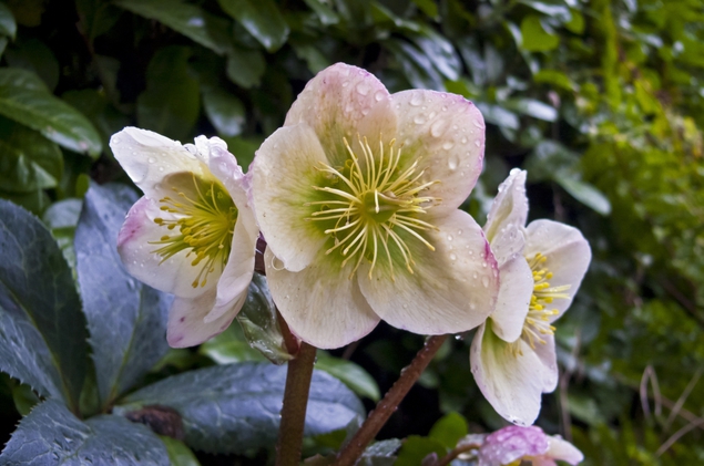 Spânzul | Helleborus – planta otrăvitoare care, în doze controlate, ne ...