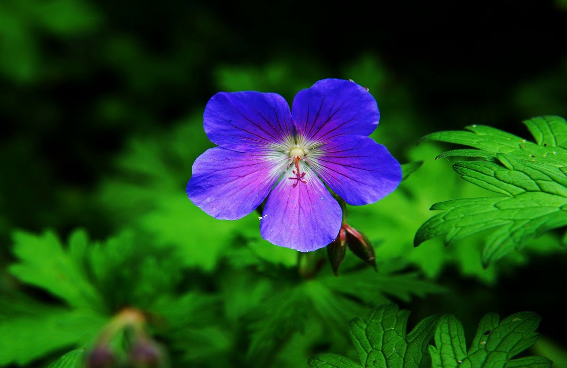 Plante Medicinale Anticancerigene – Vindecă Natural Cancerul